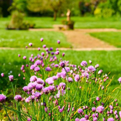Discover the Franciscan Gardens